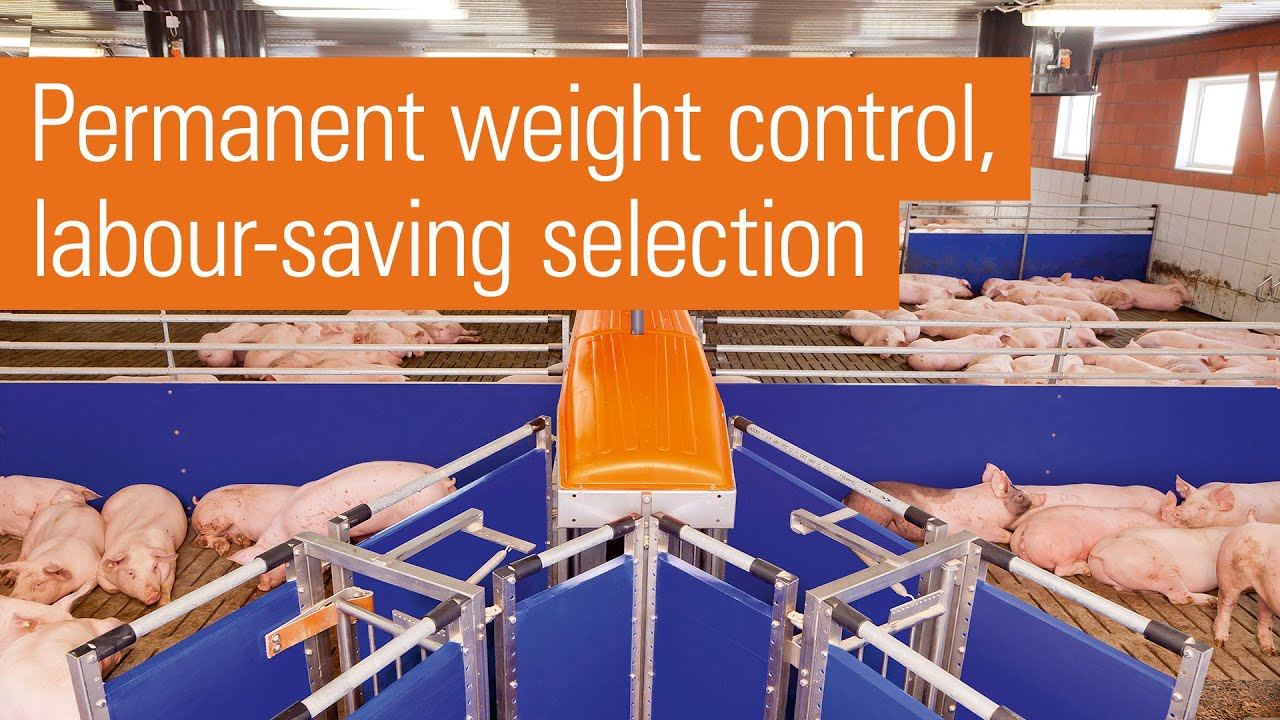 Successful pig finishing with the correct pig equipment & feeding ...