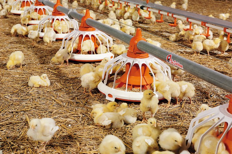 “Illuminated feed pans attract broilers” - Big Dutchman