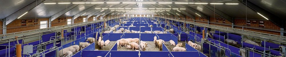 Sow management: the best sow equipment & feeding systems - Big Dutchman