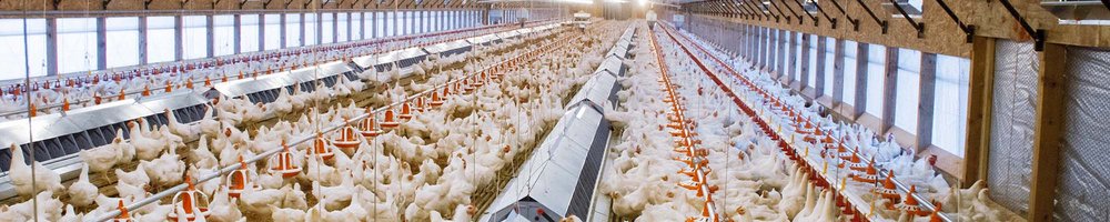 Broiler breeder management: modern equipment and poultry feeding systems - Big Dutchman