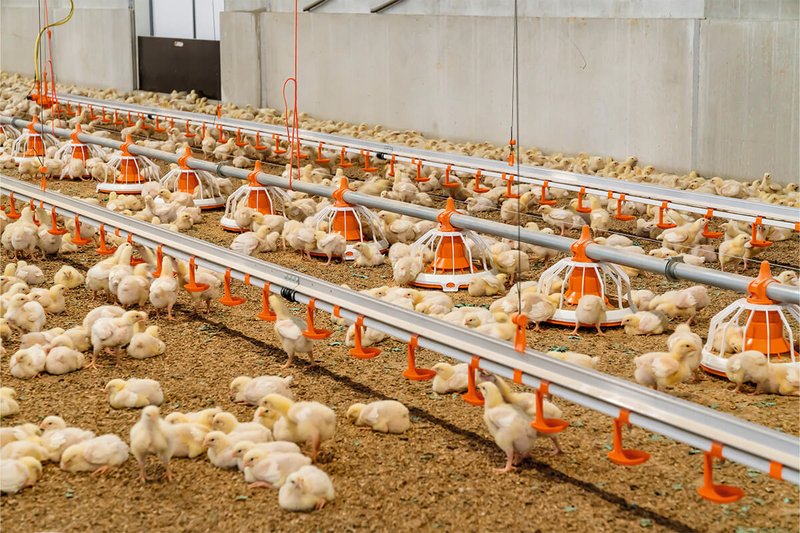 Optimal broiler production - Big Dutchman