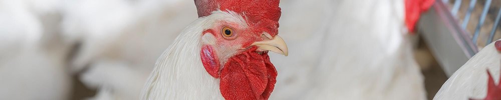 Broiler breeder management: modern equipment and poultry feeding ...