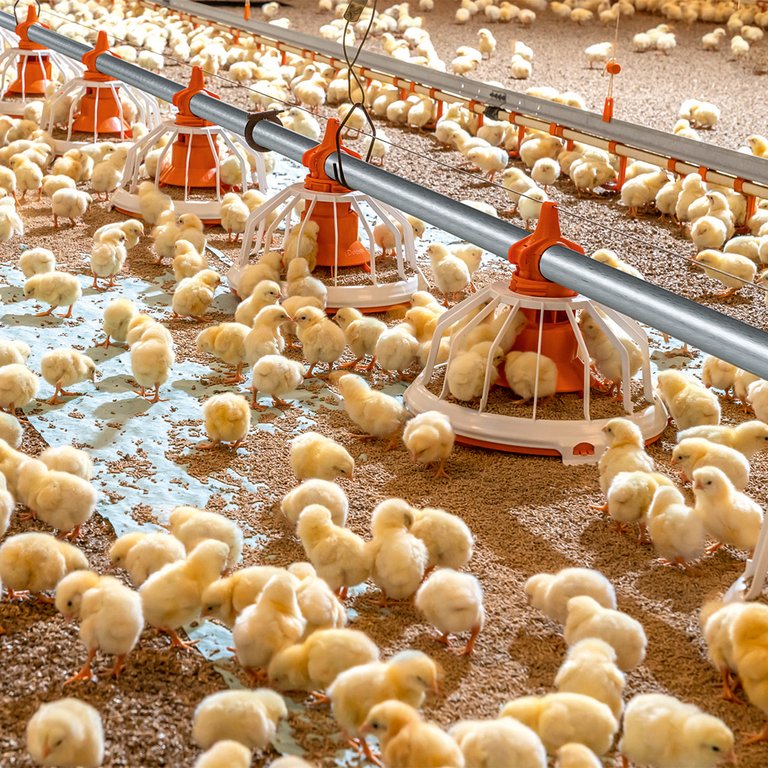 Poultry growing: manual feed distribution on chick paper no longer ...