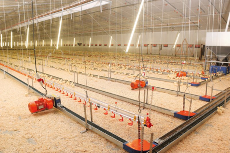 Big Dutchman equips five houses for 84,000 pullets - Big Dutchman