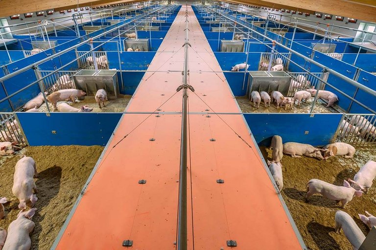 Improved animal welfare for pig production - Big Dutchman