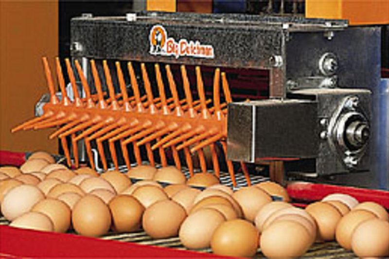 Improved egg quality thanks to new standards - Big Dutchman