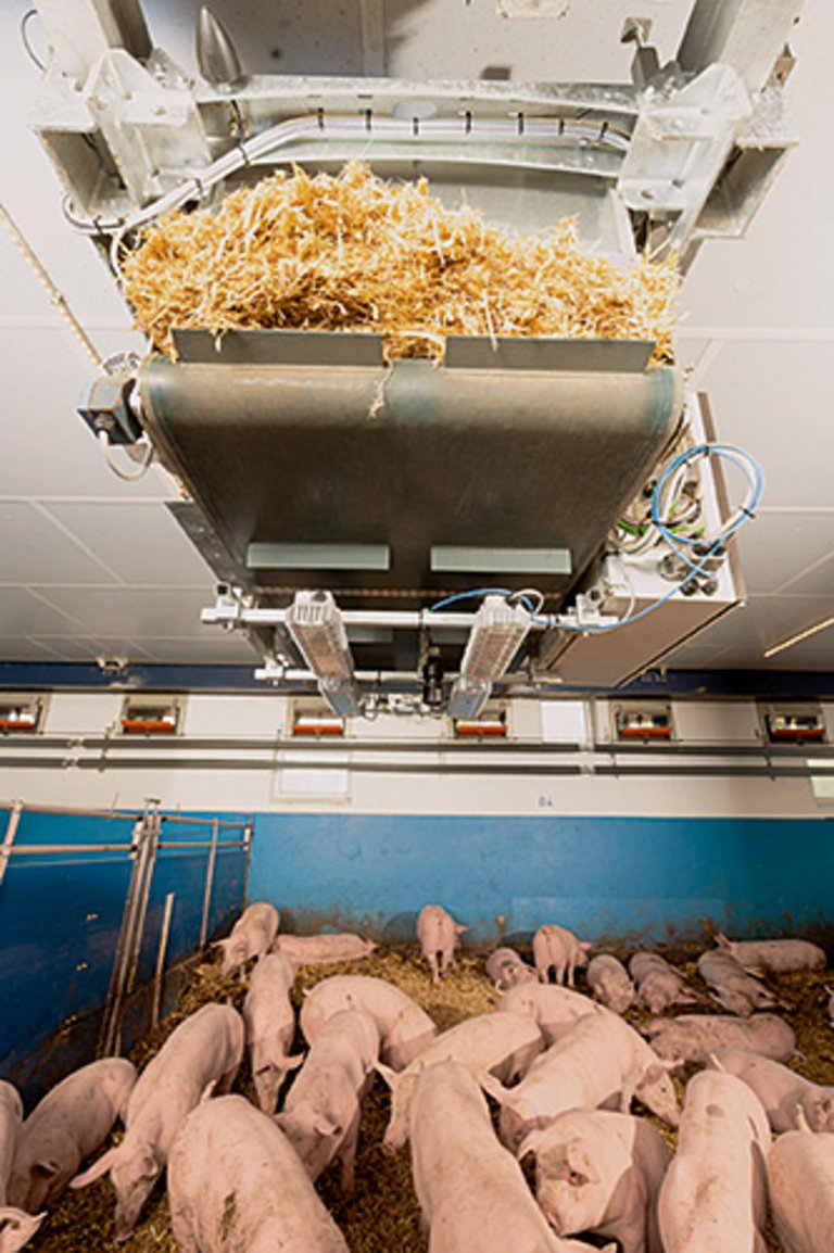 Intelligent, automatic and accurate: OllliGES distributes straw in pig ...