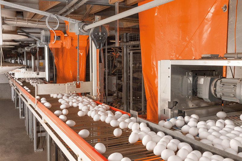 Aviary systems – tried and tested for barn egg production free range ...