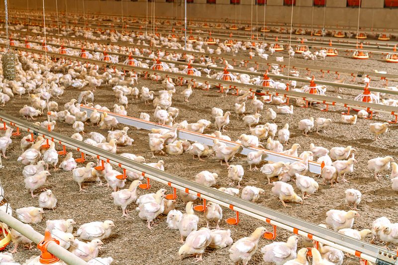 Optimal broiler production - Big Dutchman