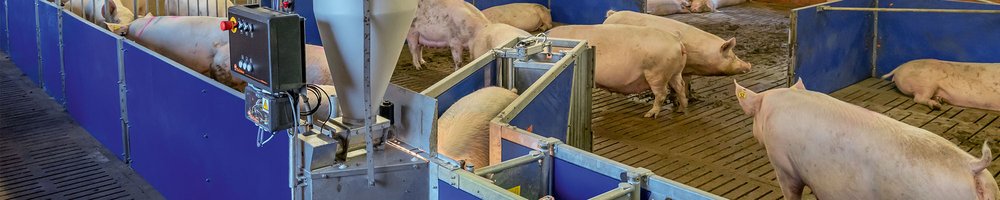 Sow management: the best sow equipment & feeding systems - Big Dutchman