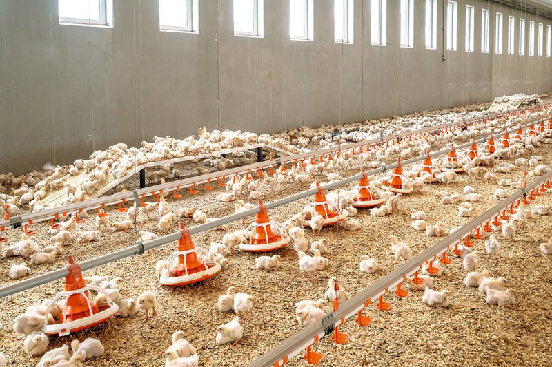 Optimal broiler production - Big Dutchman