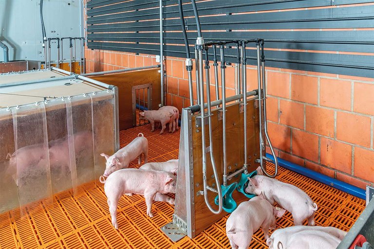 Piglet rearing house with a wooden look - Big Dutchman