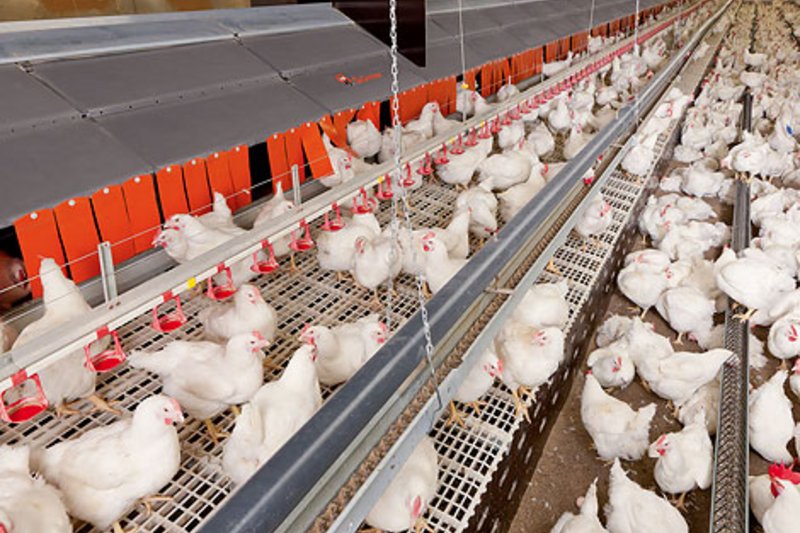 Big Dutchman innovations for successful poultry production - Big Dutchman