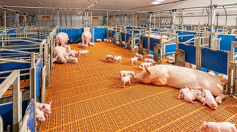 AGILO welfare housing equipment: sows and piglets enjoy living in a ...