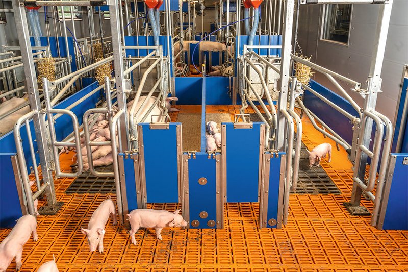 Sow management: the best sow equipment & feeding systems - Big Dutchman