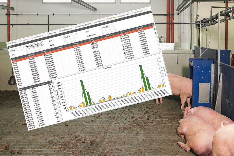 EstrusControl: New tool reliably analyses the heat cycle of sows - Big ...