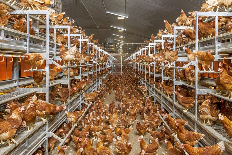 From cages to aviaries: practical solutions for poultry house ...