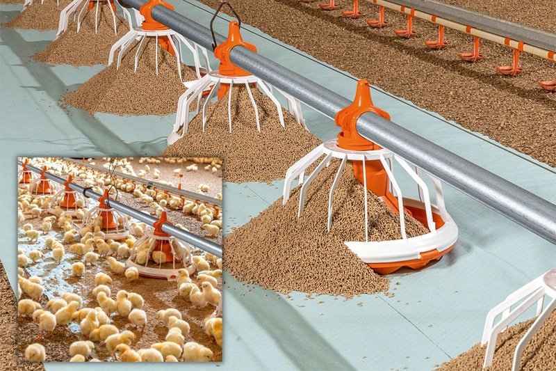 From cages to aviaries: practical solutions for poultry house ...