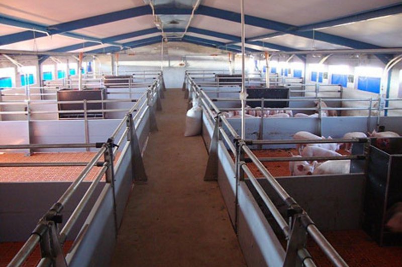 Training farmers with Big Dutchman pig equipment - Big Dutchman