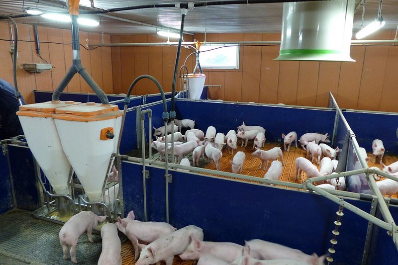 France: DryExactpro dry feeding system for 1,600 weaners - Big Dutchman