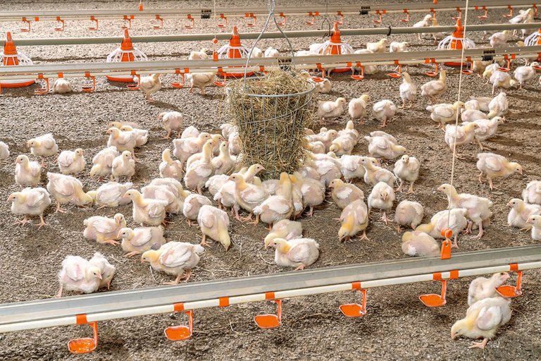Improved bird welfare for poultry growing - Big Dutchman