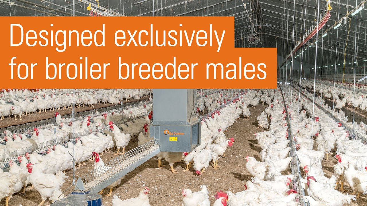 Broiler breeder management: modern equipment and poultry feeding ...