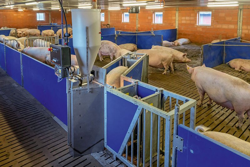 Sow management: the best sow equipment & feeding systems - Big Dutchman