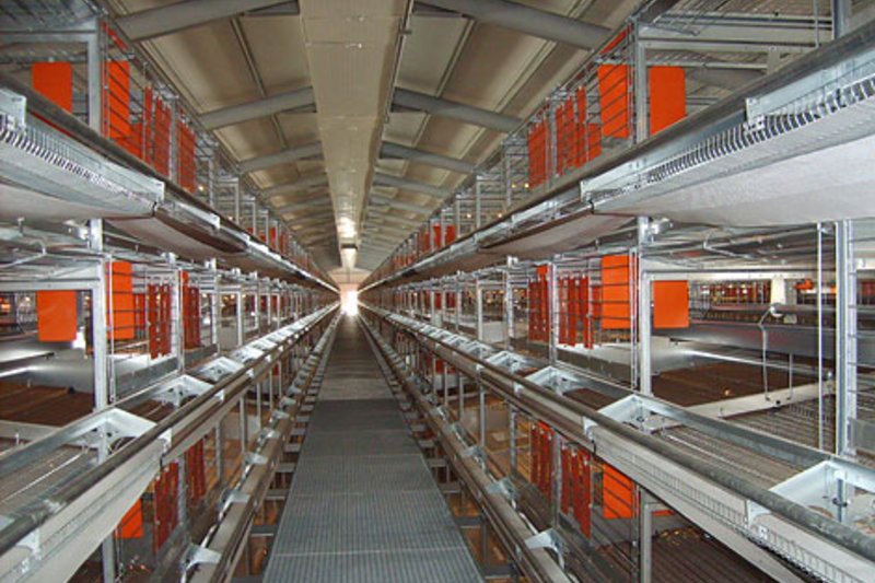 Modern egg production with enriched colony systems - Big Dutchman