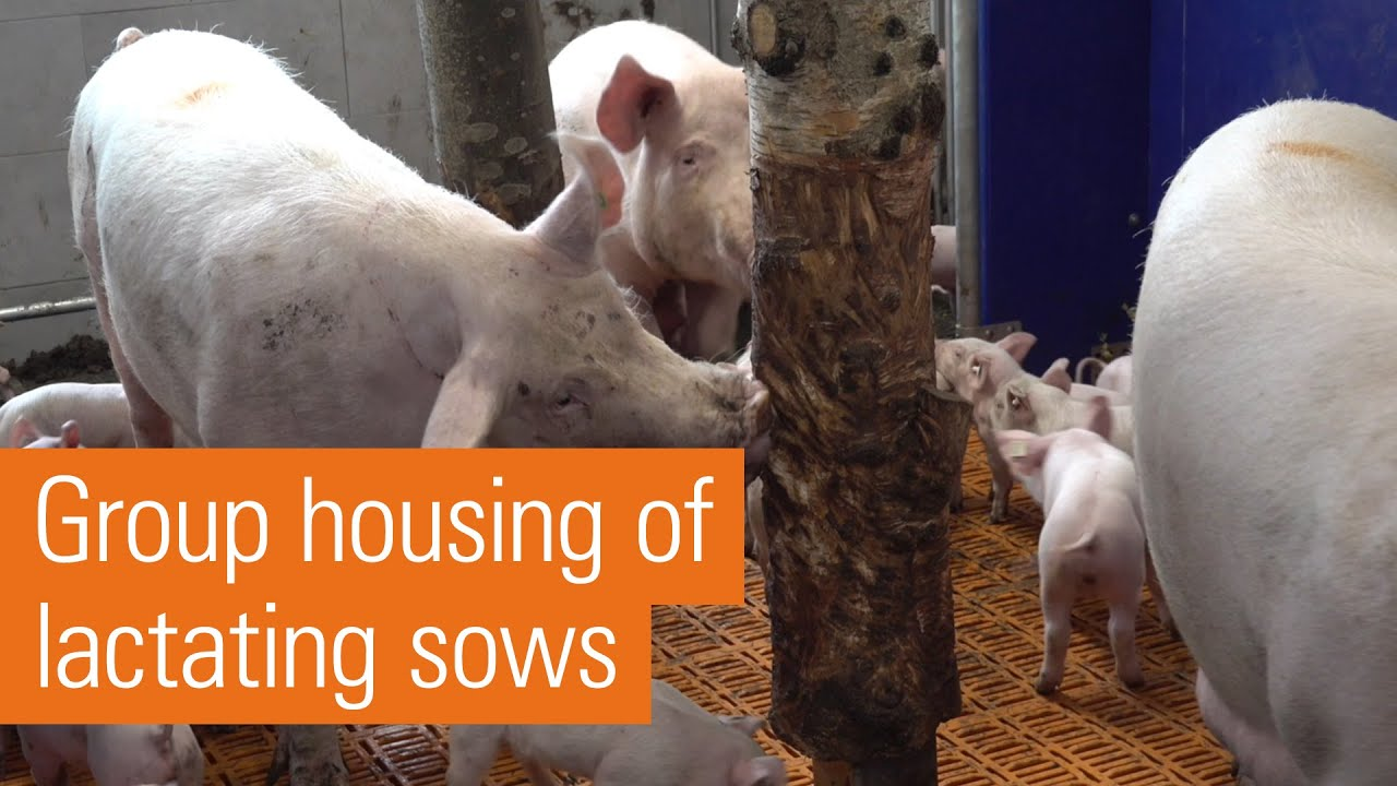 Sow management: the best sow equipment & feeding systems - Big Dutchman