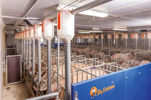 Sow management: the best sow equipment & feeding systems - Big Dutchman