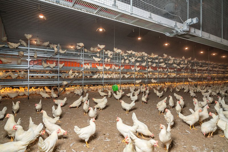 Aviary systems – tried and tested for barn egg production free range ...