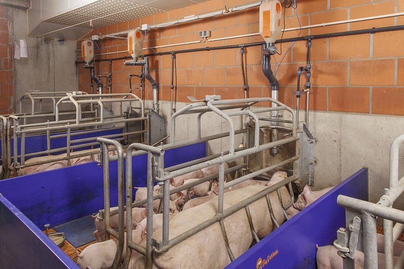 Neither too fat nor too thin: sows can eat as necessary in the ...