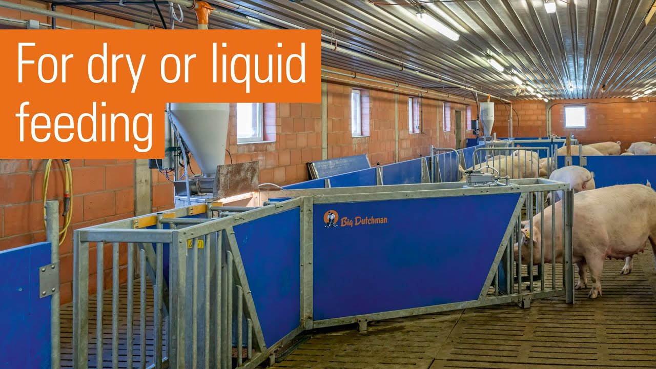 Sow management: the best sow equipment & feeding systems - Big Dutchman