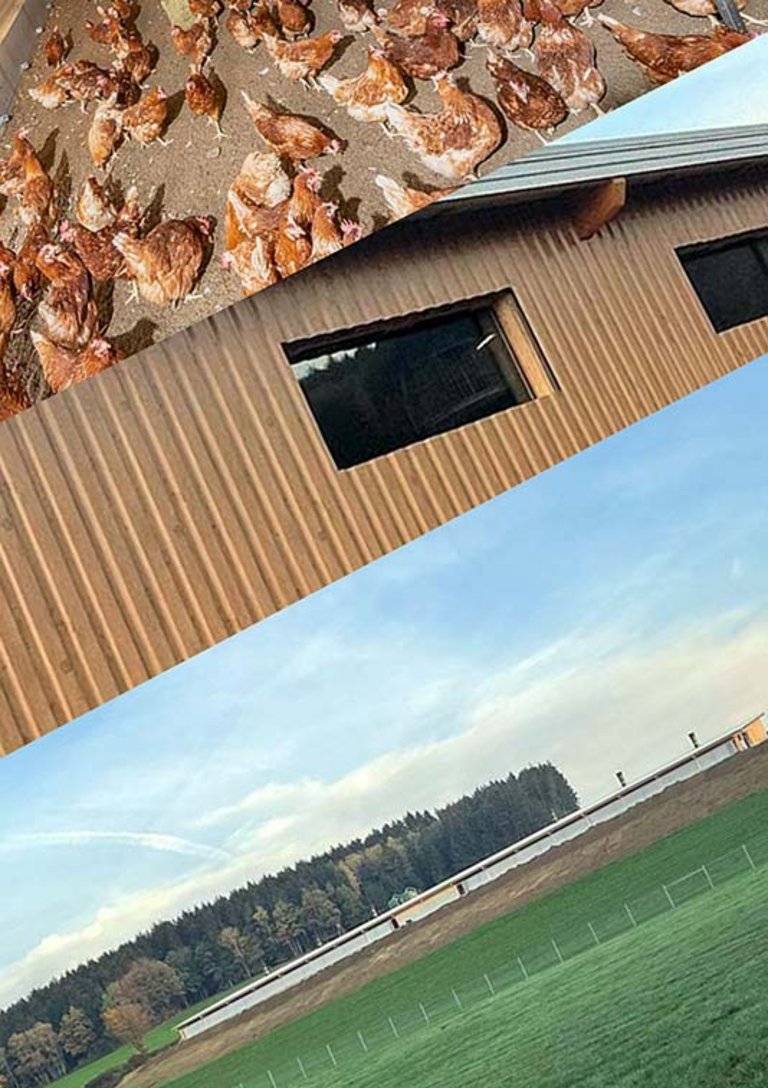 Free range egg production: farmer starts a new production branch - Big ...