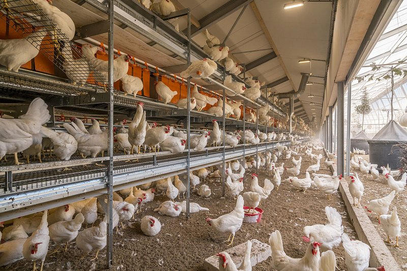 Kipster – probably the world’s most animal-friendly and environmentally ...