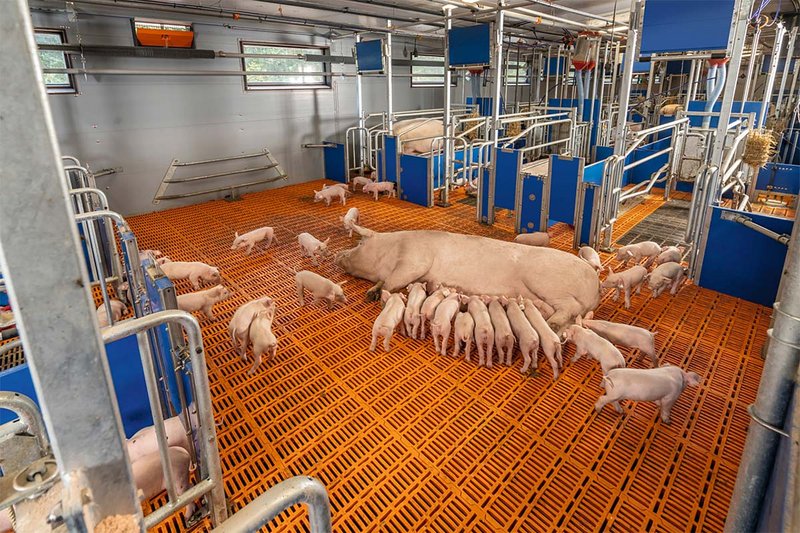 AGILO FB: innovative welfare housing technology for sows and piglets ...