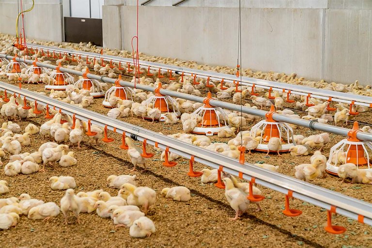 Broiler production with CombiTunnel ventilation: ideal house climate ...