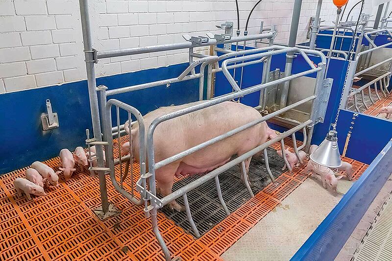 Sow management: the best sow equipment & feeding systems - Big Dutchman