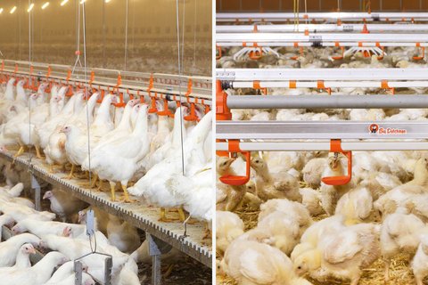 Optimal broiler production - Big Dutchman