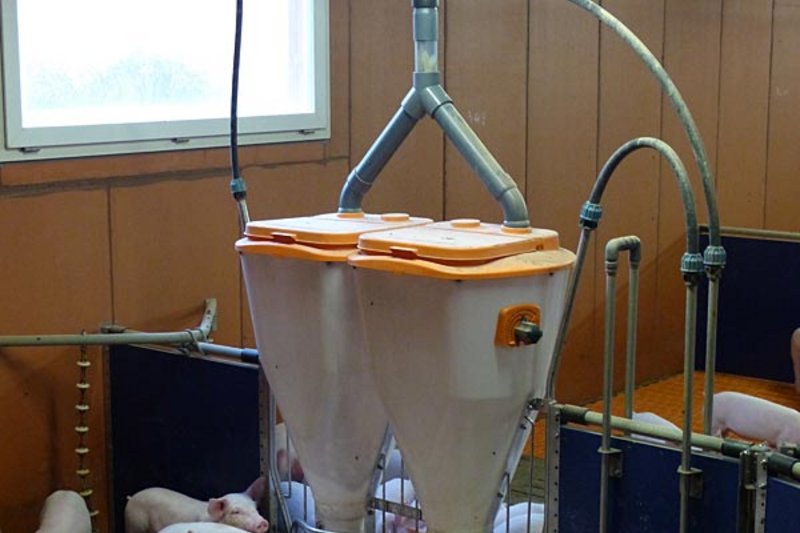 France: DryExactpro dry feeding system for 1,600 weaners - Big Dutchman