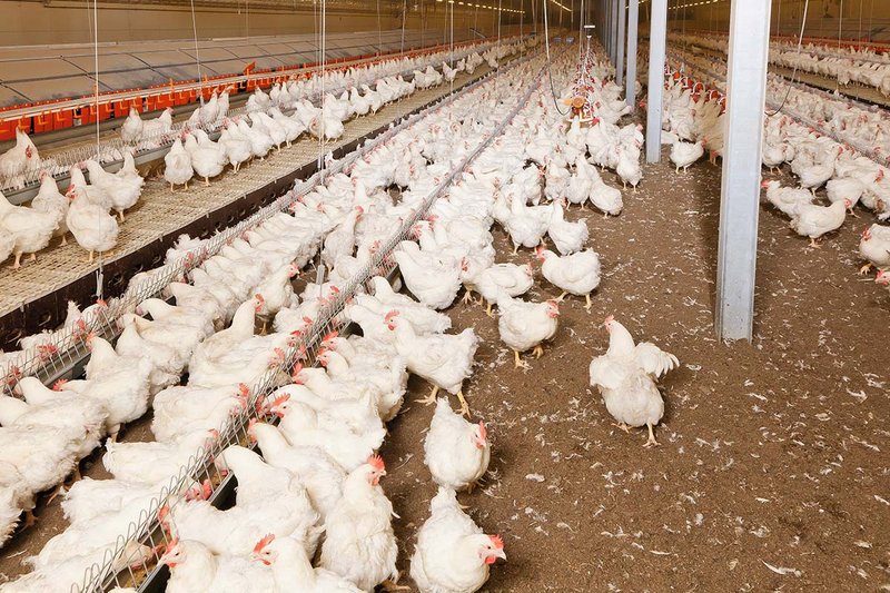Aviary systems – tried and tested for barn egg production free range ...