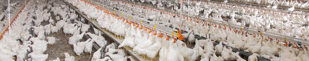 Broiler breeder management: modern equipment and poultry feeding ...