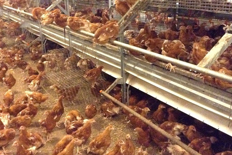 Cría-recría de pollitas con Natura Filia: Un encargado de granja ...