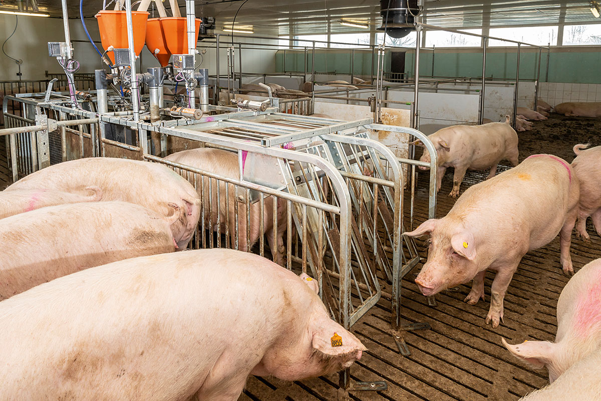 Sow management: electronic sow feeding meets free-access stall - Big ...