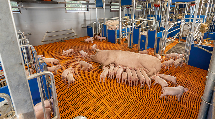 First free-access function for the group farrowing system „AGILO“ - Big ...