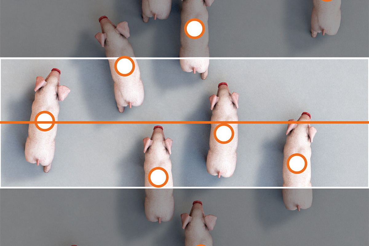 PigCounter Portable: a revolution in pig counting - Big Dutchman