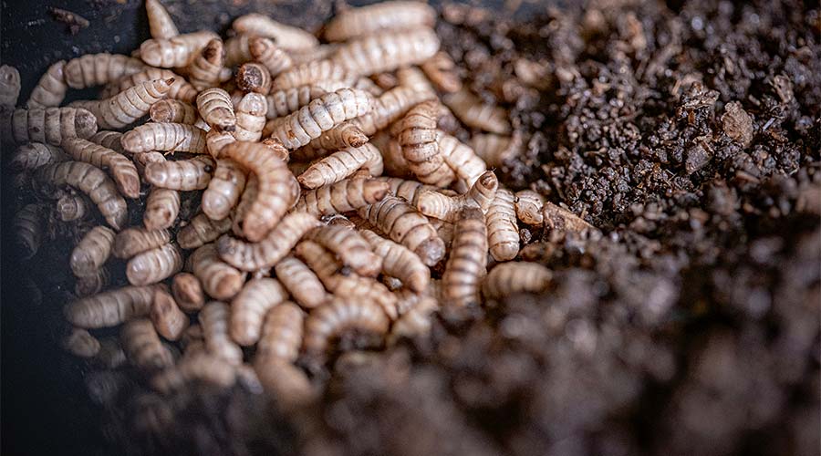 Largest facility for insect farming in Northern Europe opens - Big Dutchman