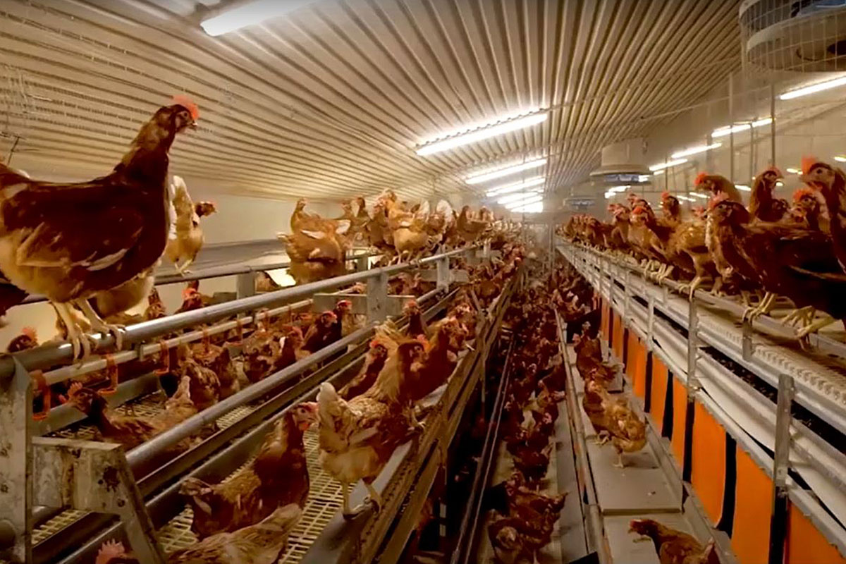 Poultry house climate: Dynamic MultiStep – the energy-saving exhaust ...