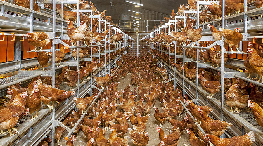 From cages to aviaries: practical solutions for poultry house ...