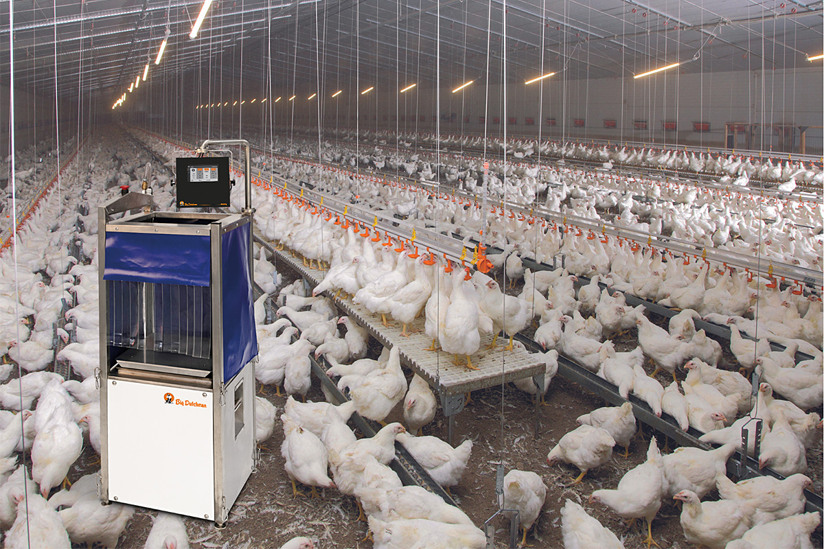From cages to aviaries: practical solutions for poultry house ...